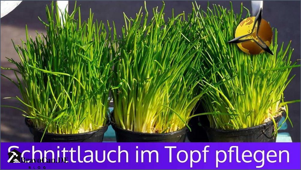 Pflege Schnittlauch Im Topf