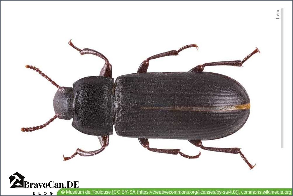 Schwarze Kafer Im Garten