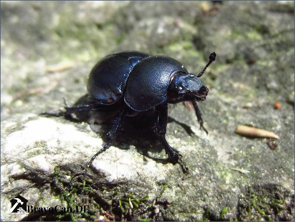 Schwarze Kafer Im Garten