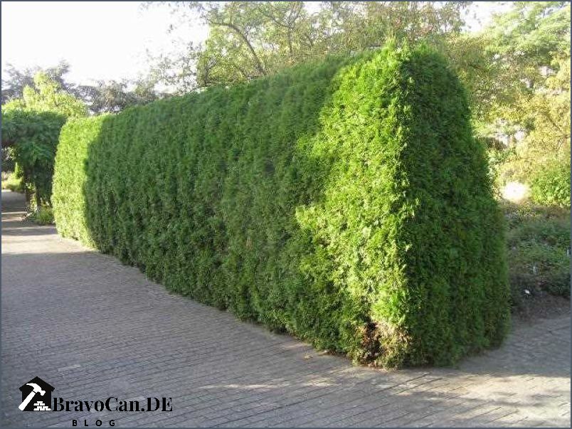 Wunderschone Thuja Hecke Entfernen Mit Minibagger Fotos