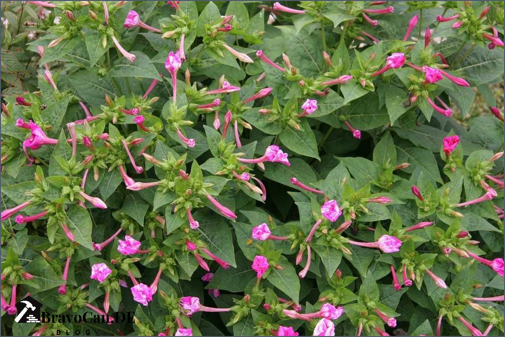 Tropische Staude mit knolligen Wurzeln Alles was Sie wissen müssen – Bravocan.DE