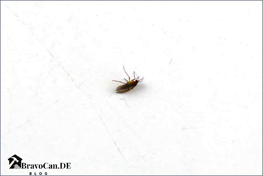 Kleine Fliegen An Der Decke