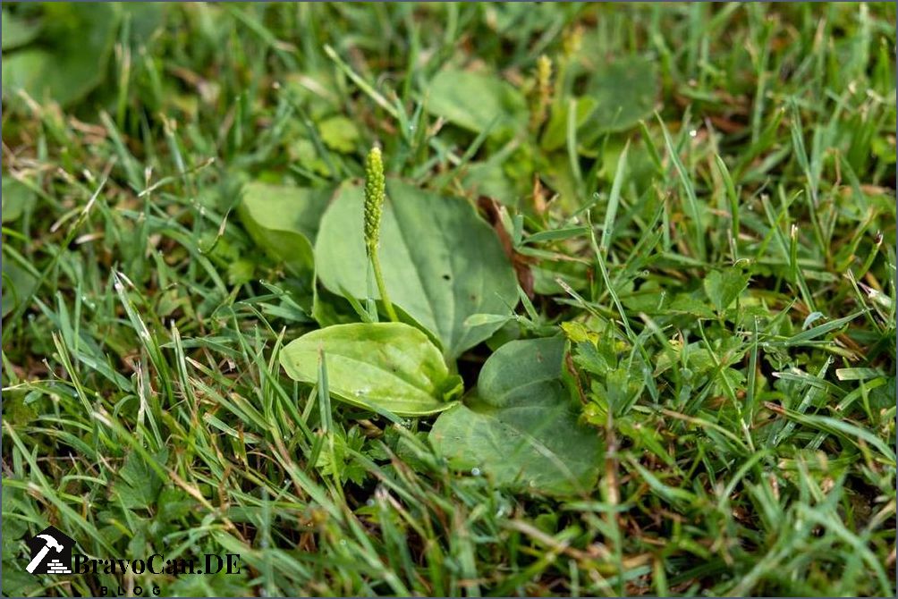 Unkraut Rundes Blatt