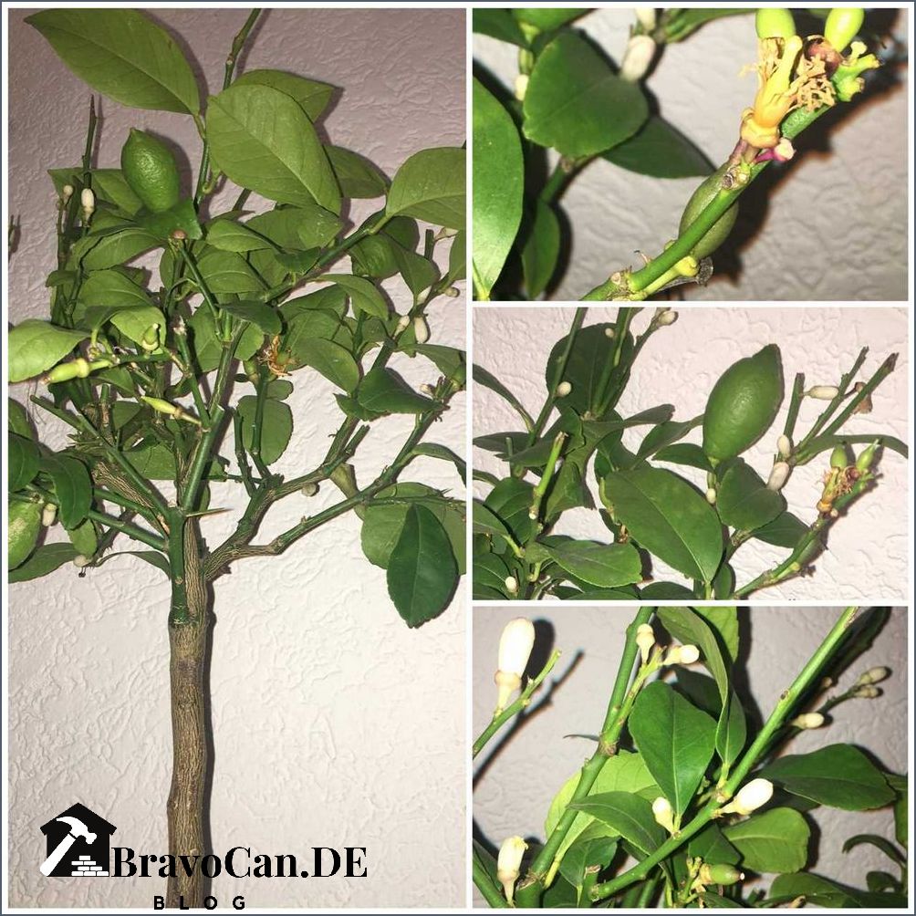 Zitronenbaum Zum Bluhen Anregen