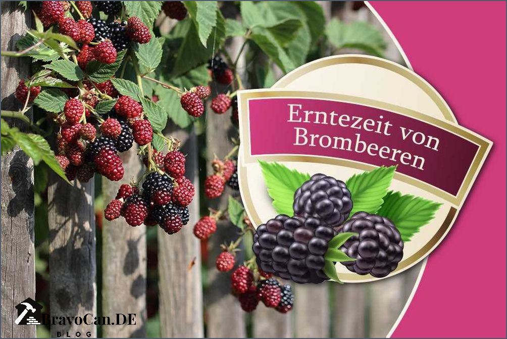 Wann sind Brombeeren reif – Tipps für die Erntezeit – Bravocan.DE