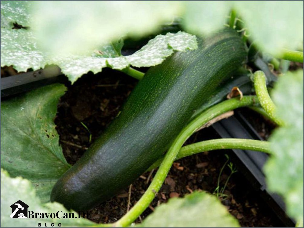 Luxus Zucchini Ins Freiland Bild