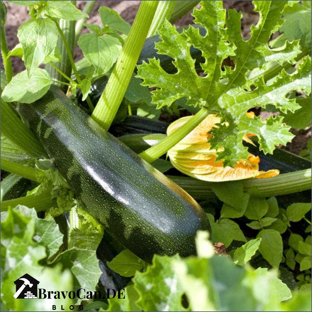 Luxus Zucchini Ins Freiland Bild