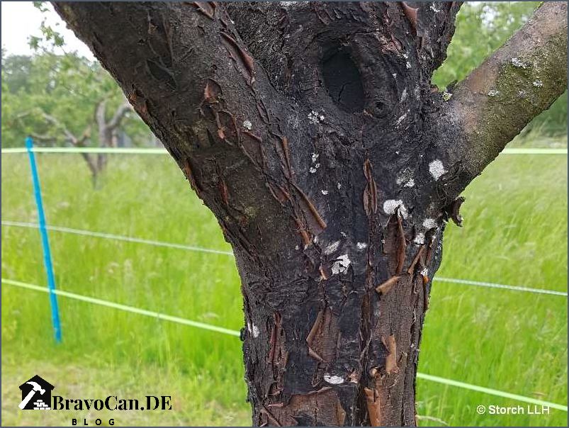 Weide Krankheiten Symptome und Bilder – Bravocan.DE