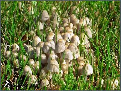 Weiße Pilze im Rasen Ursachen Behandlung und Vorbeugung – Bravocan.DE