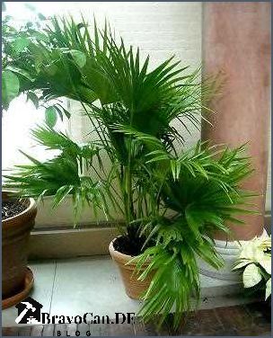 Welche Palme habe ich Eine Anleitung zur Identifizierung von Palmen ...