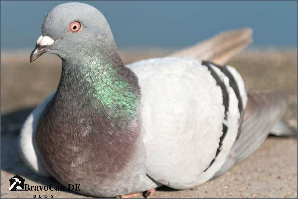 Wie lange leben Tauben Lebensdauer und Faktoren die die Lebenserwartung beeinflussen – Bravocan.DE