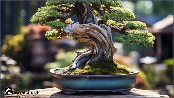 Bonsai Gieen Wie Oft