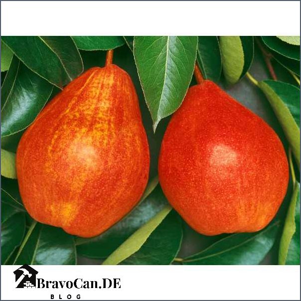 Williams Christ Birne Erntezeit Alles was Sie über die Erntezeit der ...