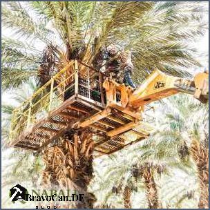 Wo wachsen Datteln | Standorte und Anbaugebiete von Dattelpalmen ...